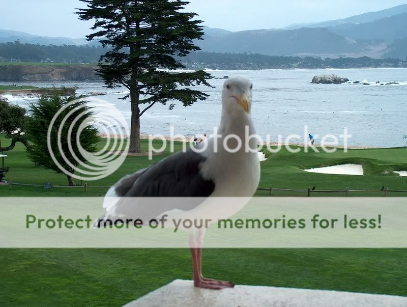 Albatross Animated Gifs | Photobucket